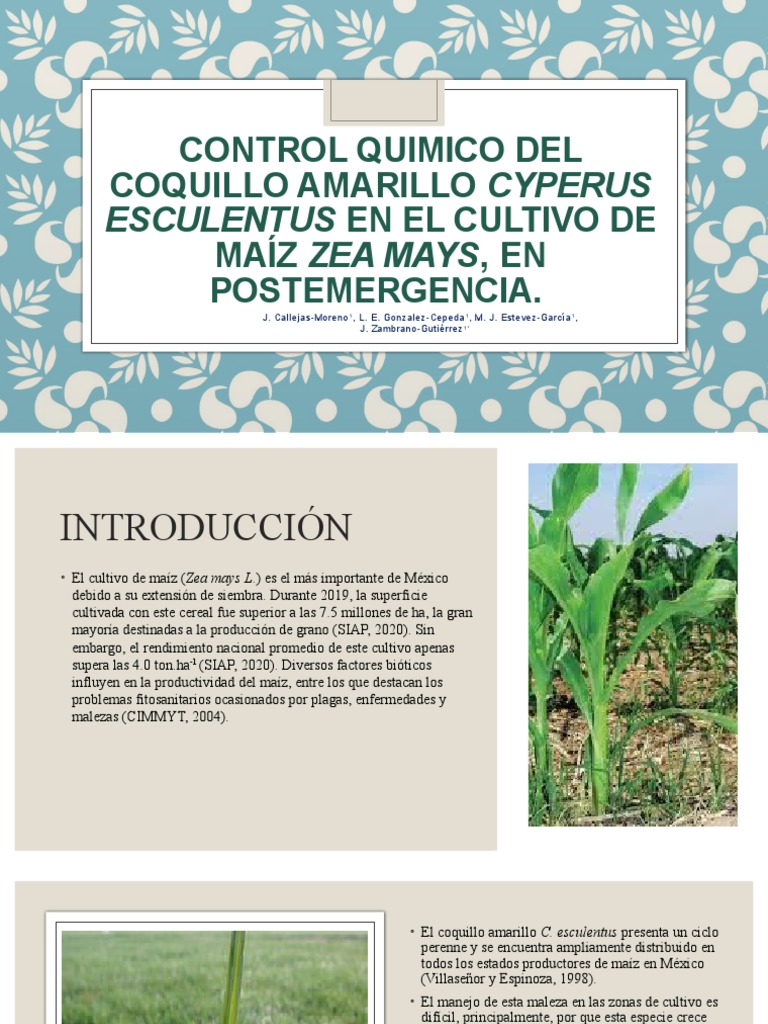 Exposicion Coquillo | PDF