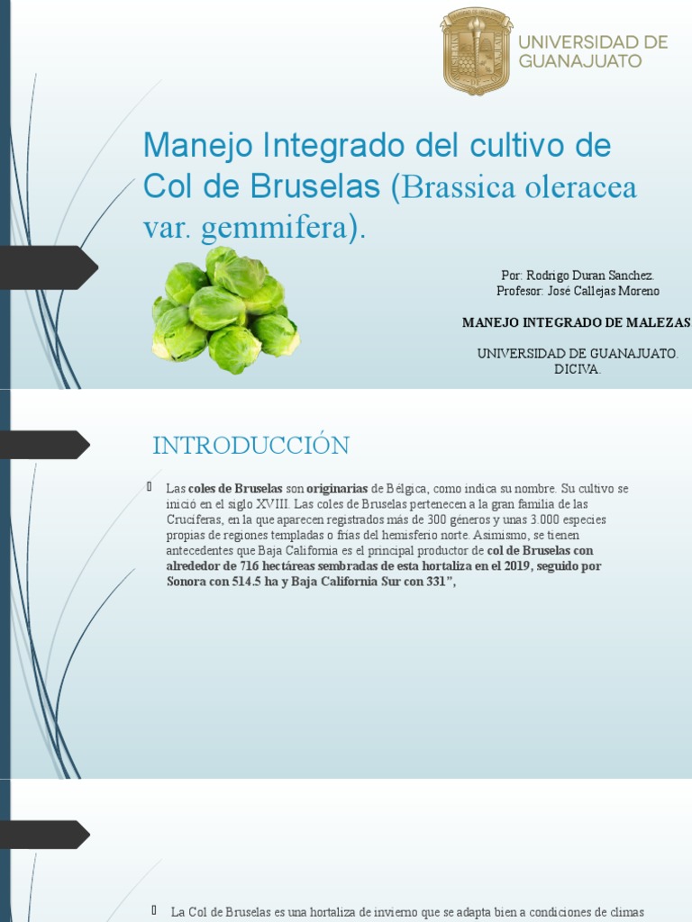 Manejo Integrado Del Cultivo de Col de Bruselas Ing. Rodrigo Sanchez ...
