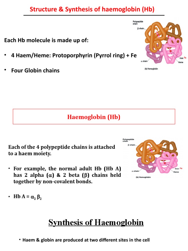 Hemoglobin Synthesis and Structure | PDF | Hemoglobin | Biosynthesis