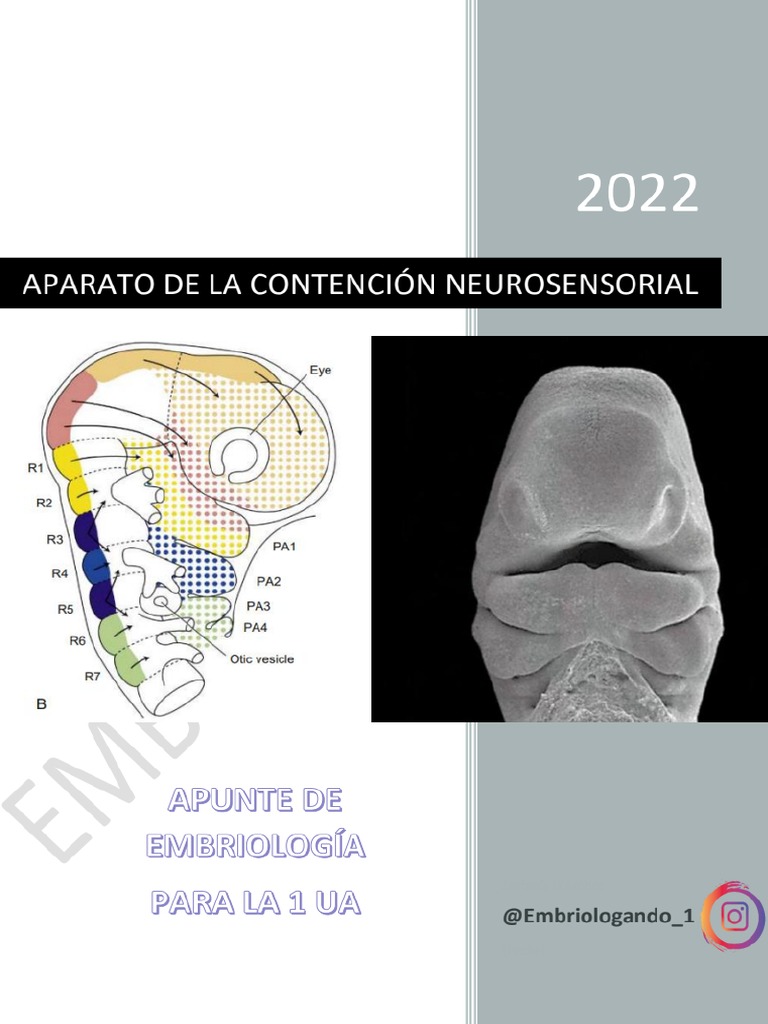 Embrio .Cara y Cuello | PDF