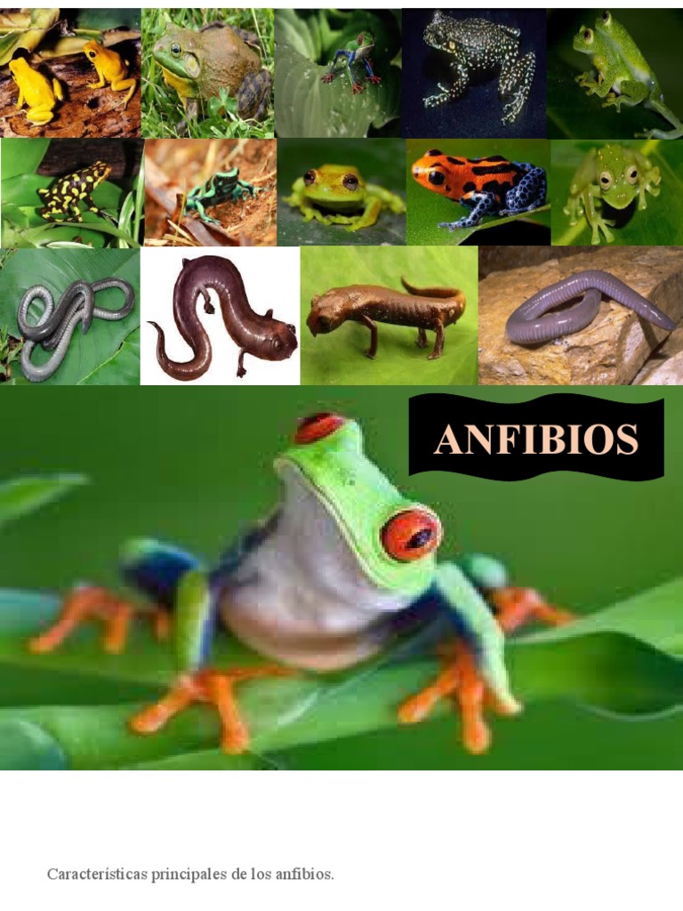 Los Anfibios 2020 | PDF | Anfibio | Respiración