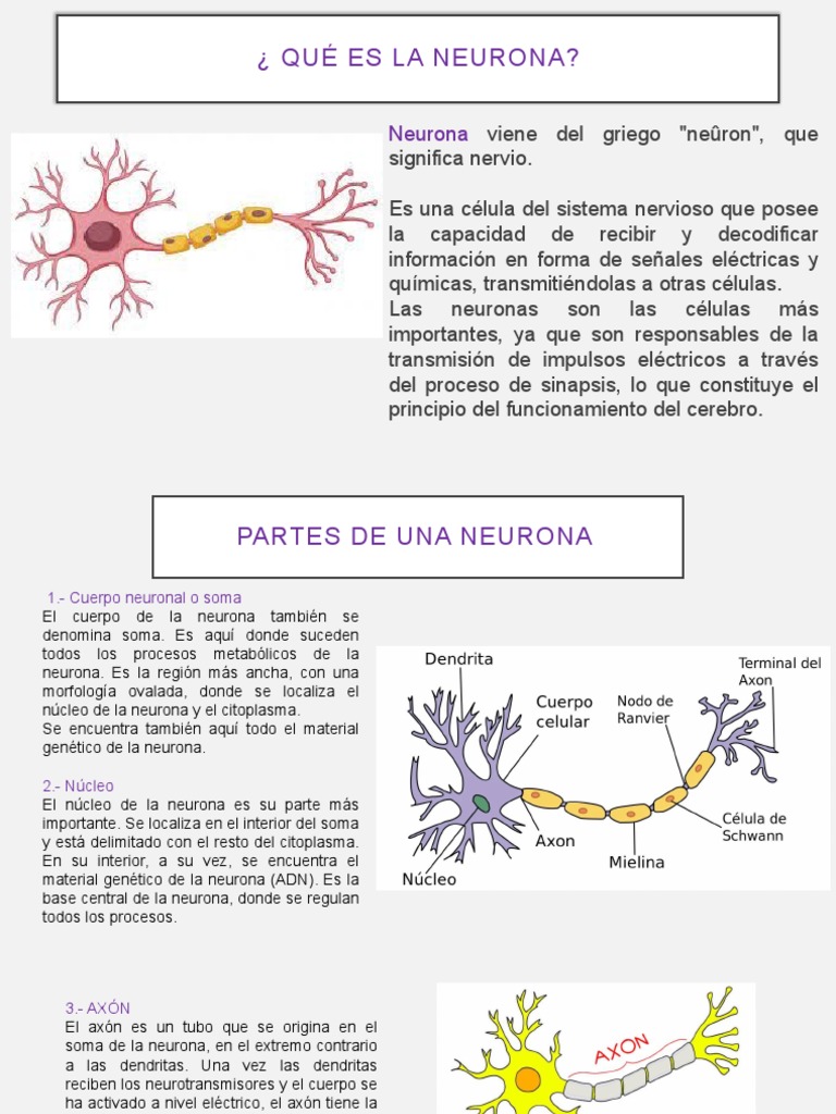 Neuron A | PDF | Neurona | Axon