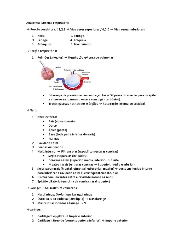 Anatomia Sistema Respiratorio Pdf Sistema Respiratório Zoologia