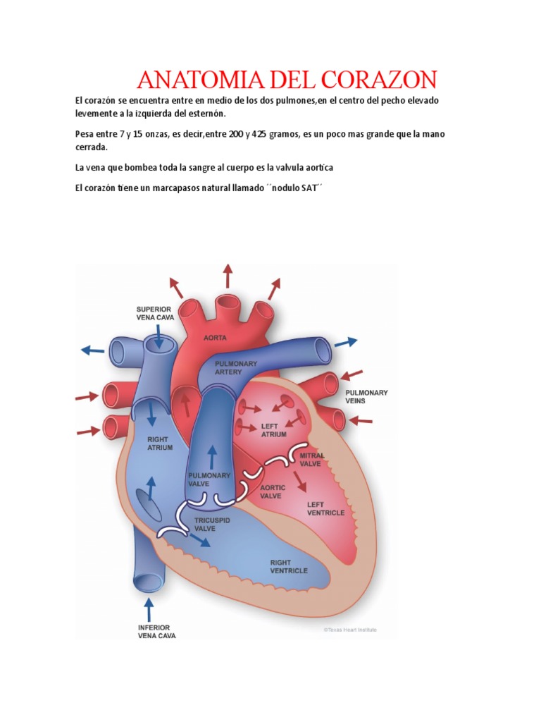 Anatomia Del Corazon | PDF