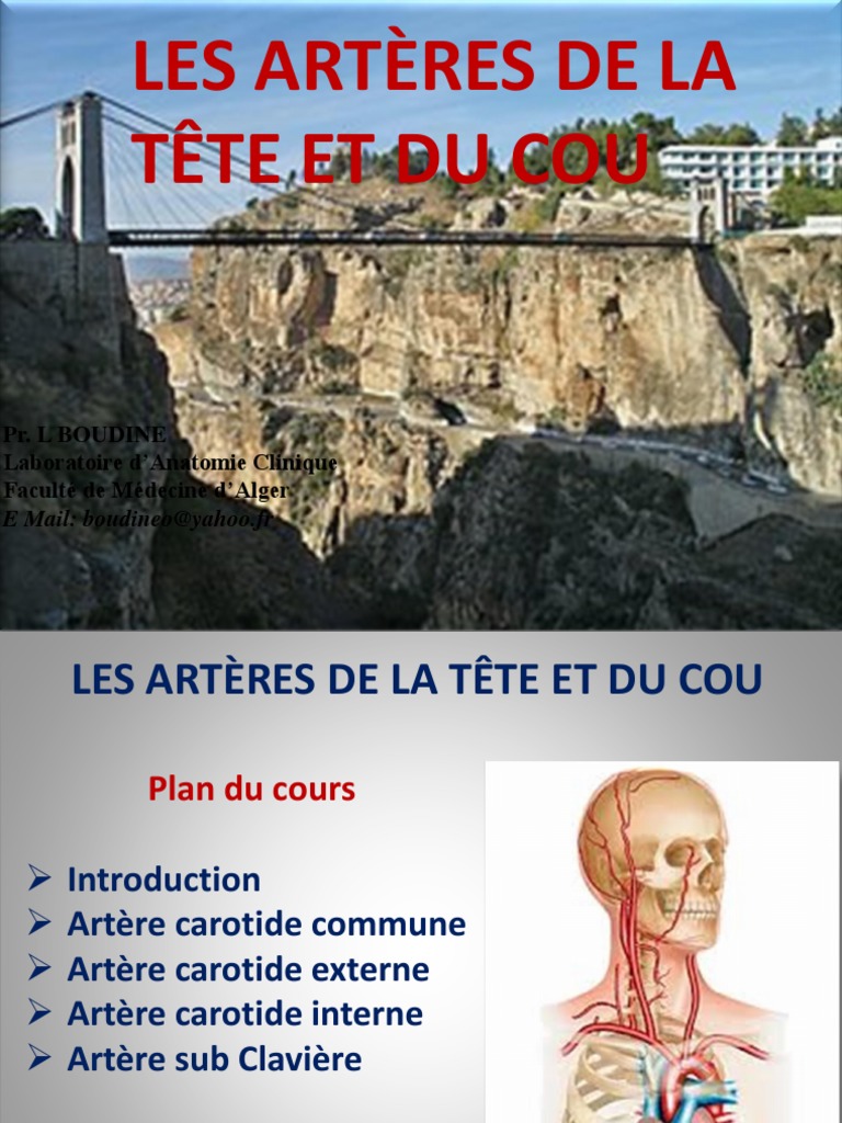 Les Artères de La Tête Et Du Cou | PDF | Bien-être