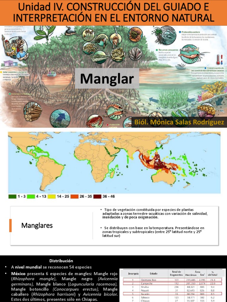 Importancia y Adaptaciones de los Manglares | PDF | Mangle | Organismos
