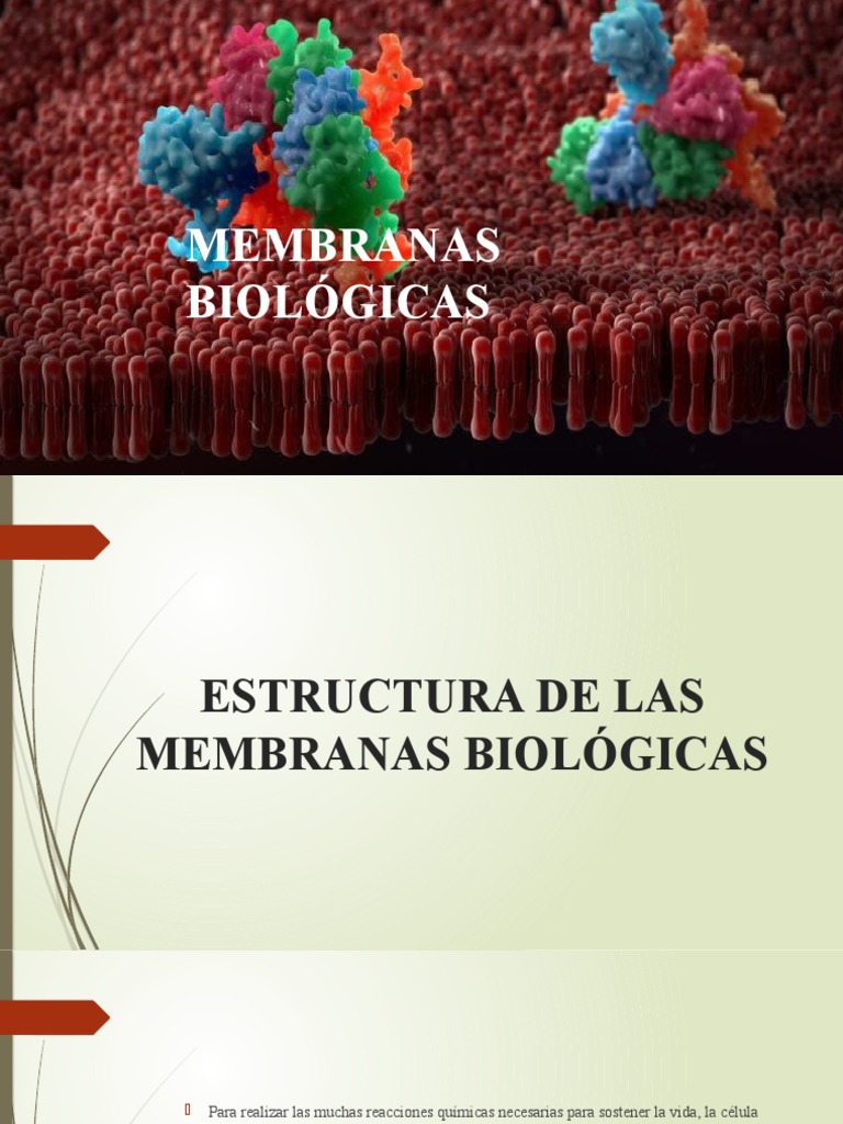 Membranas Biológicas | PDF | Membrana biológica | Bicapa lipídica