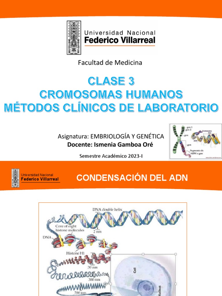 CLASE 3 Firme CROMOSOMAS Metodos Clinicos de Laboratorio 2023-I | PDF | Hibridación in situ ...