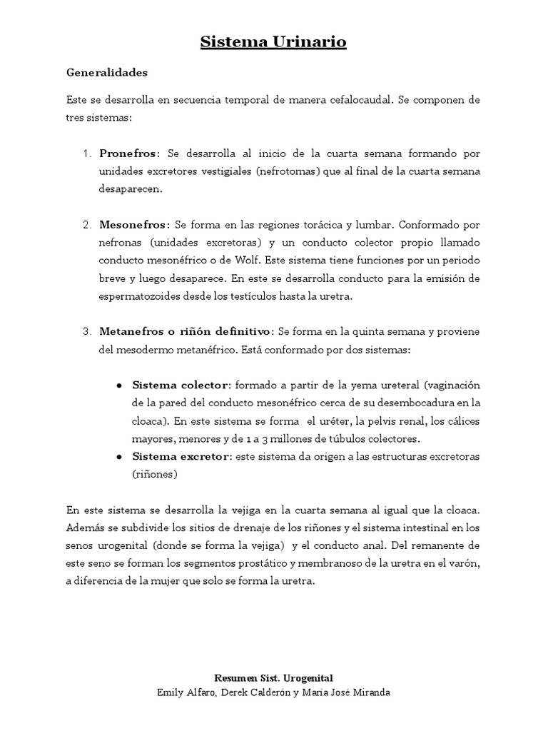 Resumen Sistema Urogenital | PDF | Riñón | Sistema urinario