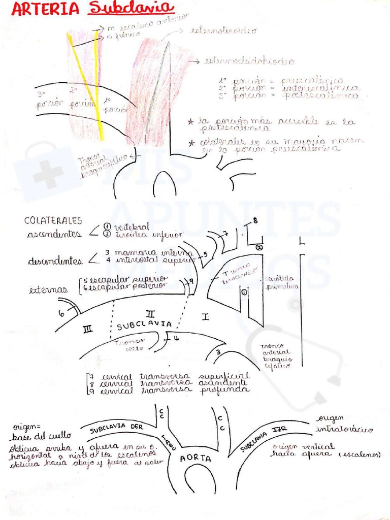 Arteria Subclavia | PDF