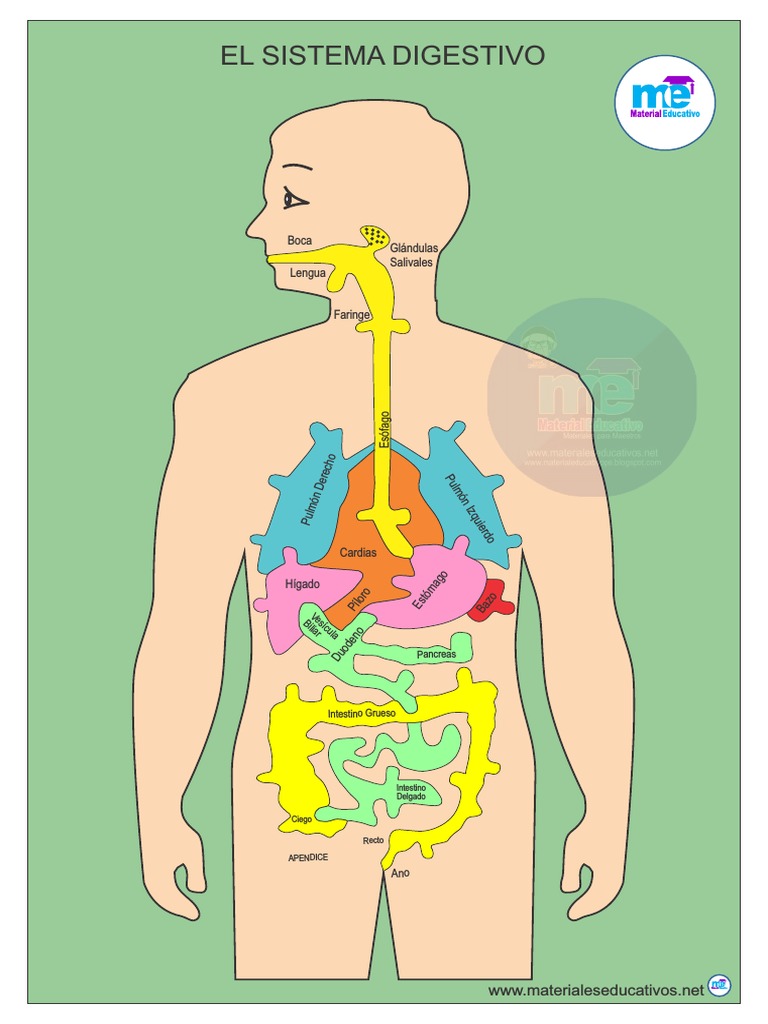 Cuerpo Humano Tamac391a A4 | PDF | Sistema digestivo humano | Medicina CLINICA