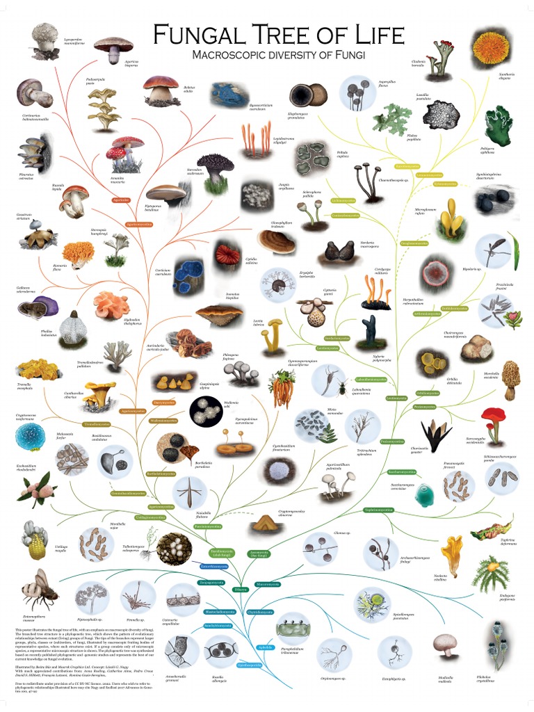 Fungal Tree Of Life Poster Pdf