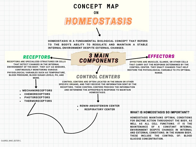 Concept Map Group 2 | PDF | Homeostasis | Physiology