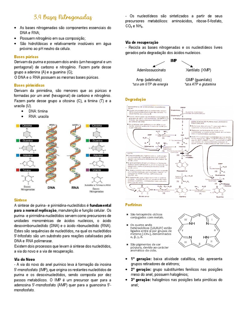 Bases Nitrogenadas | PDF | Nucleotídeos | RNA