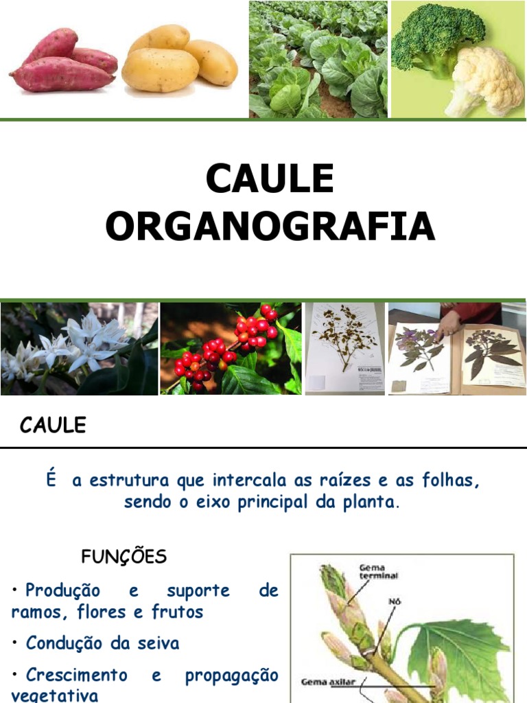 Aula 3 Caule Morfologia | PDF | Caule | Raiz