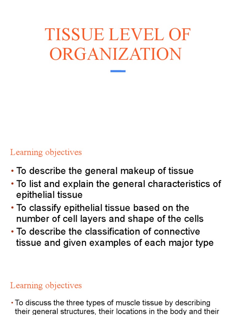 Tissue Level of Organization | PDF | Epithelium | Connective Tissue