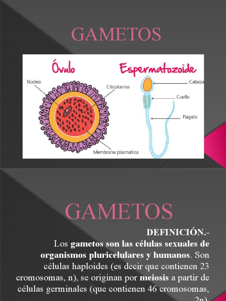 GAMETOS-1 | PDF | Ciclo menstrual | Mitosis