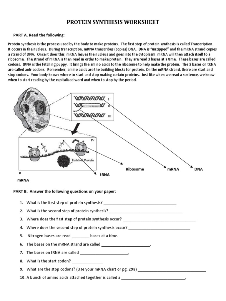 Protein Synthesis Worksheet | PDF