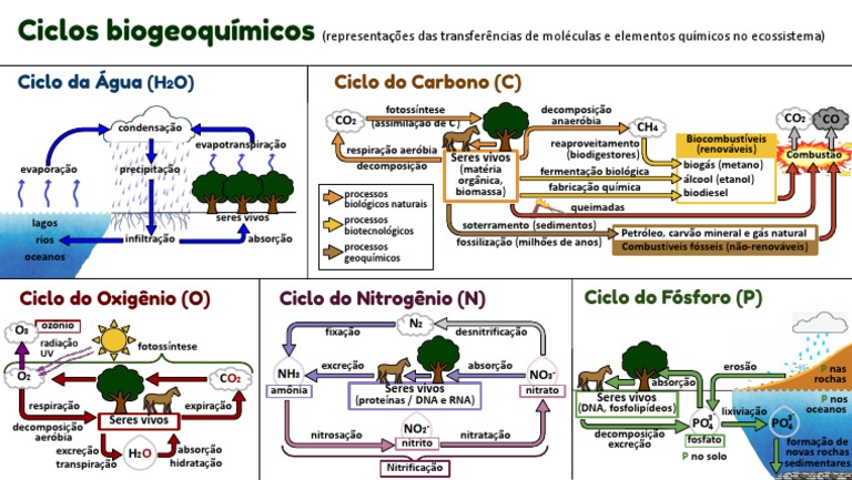 Resumo Ciclos Biogeoquímicos | PDF