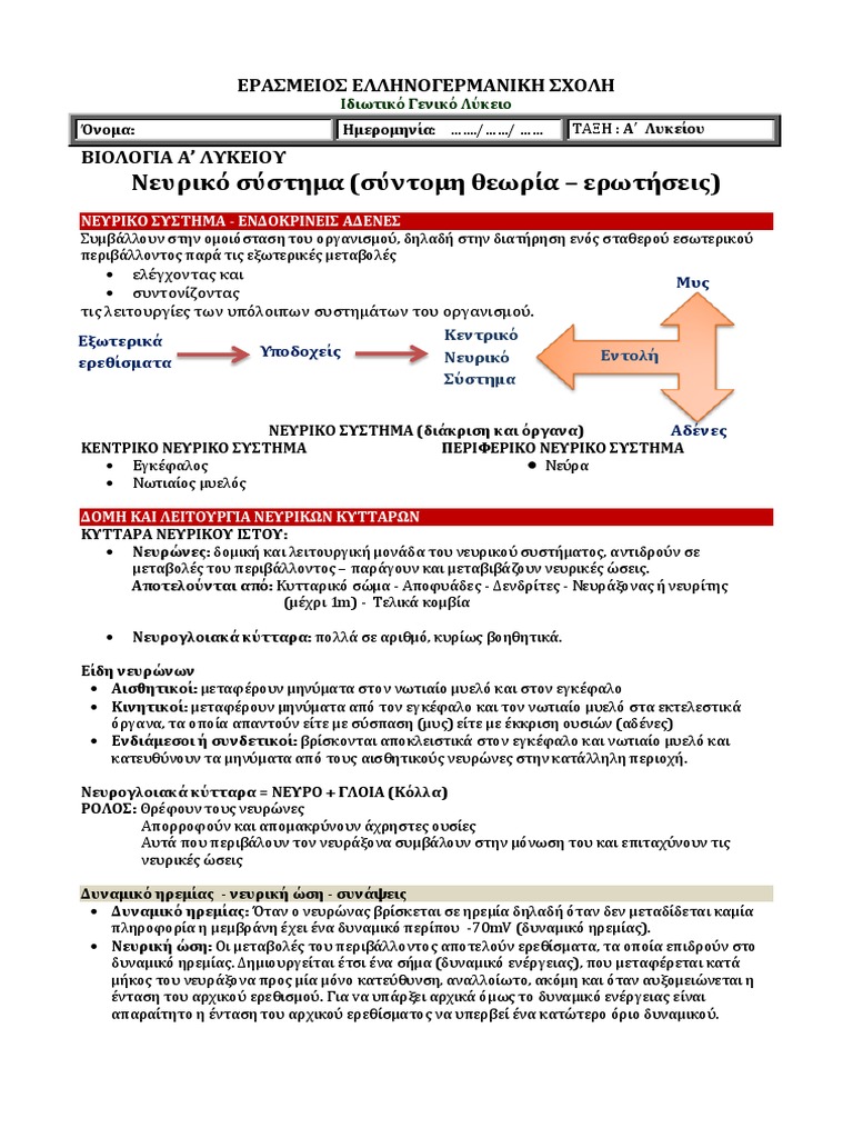 ΒΙΟΛΟΓΙΑ Α ΛΥΚΕΙΟΥ Νευρικό σύστημα (σύντομη θεωρία ερωτήσεις) | PDF