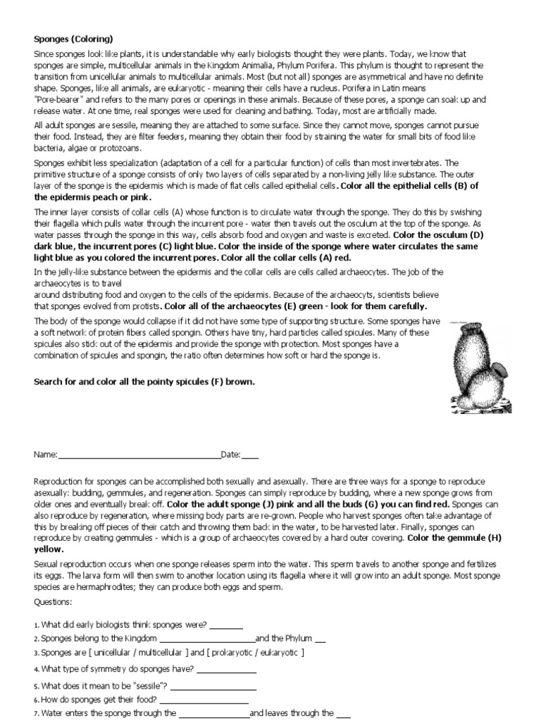 Sponge Coloring | PDF | Sponge | Cell (Biology)