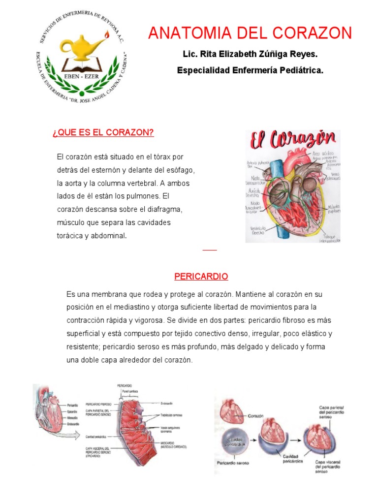 Que Es El Corazon | PDF