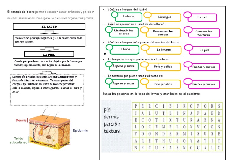 Ficha de Los Sentidos El Tacto | PDF