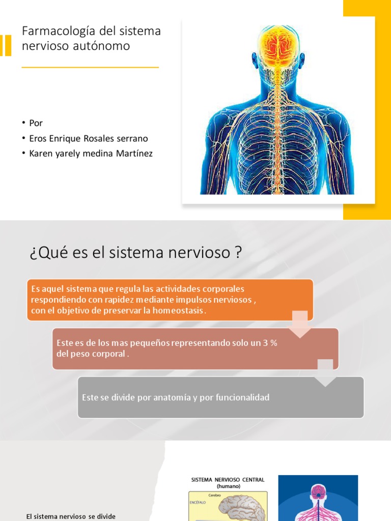 Farmacología Del Sistema Nervioso Autónomo | PDF | Norepinefrina | Sistema nervioso