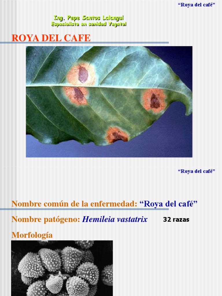 Roya Del Cafe: Ing. Pepe Santos Lalangui | PDF