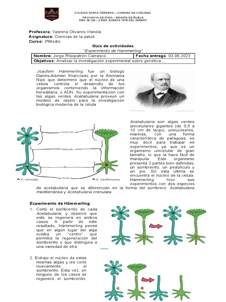 Jorge Risopatrón - Guia 3 Medio - Experimento de Hammerling | PDF ...