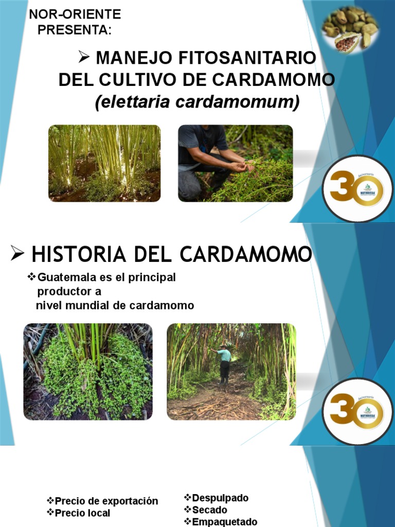 Manejo del Cultivo de Cardamomo | PDF | Hogar, jardinería y bricolaje