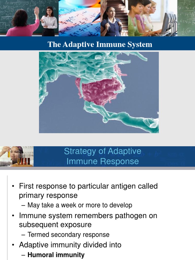 Adaptive Immune System | PDF