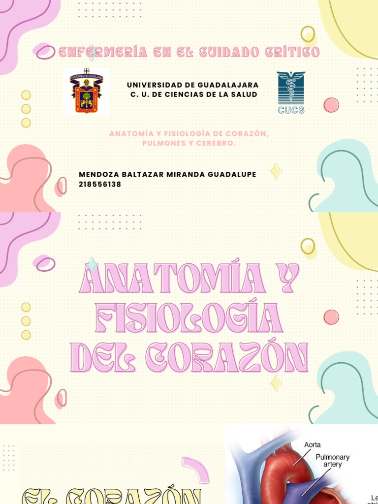 Anatomia Y Fisiologia De Corazon Y Pulmon Pdf Corazón Ventrículo