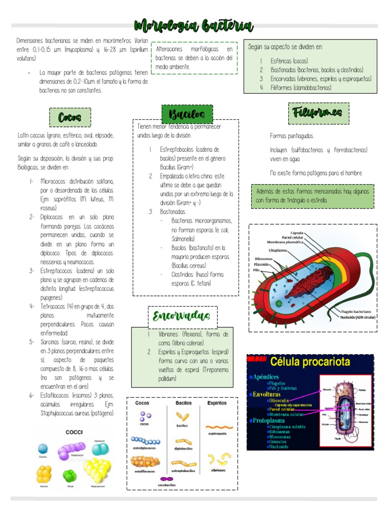 Morfología Bacteriana Microbiología | PDF | Ciencias sociales