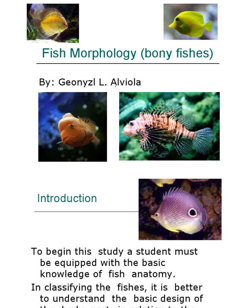Fish Morphology 1215213886708210 8 | PDF | Fish | Aquatic Organisms