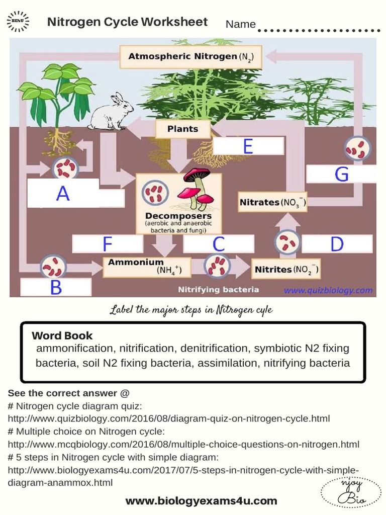 Nitrogen Cycle Worksheet Guide | PDF | Art | Technology & Engineering
