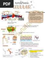 El Transporte CELULAR.... | PDF | Membrana celular | Biología Molecular