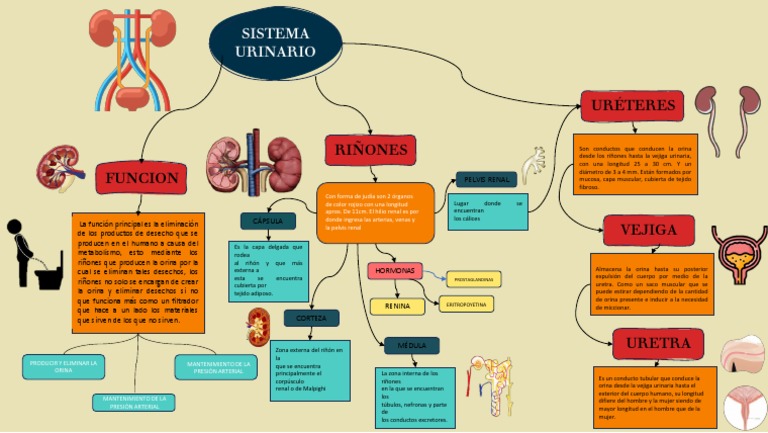 Sistema Urinario | PDF
