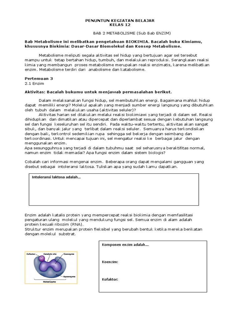 Enzim: Katalis Metabolisme Sel | PDF