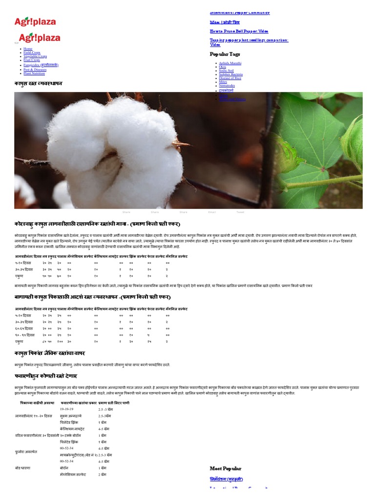 Cotton Crop Information | PDF