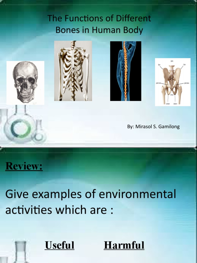 Bones That Protect The Internal Organs | PDF | Vertebral Column | Bone