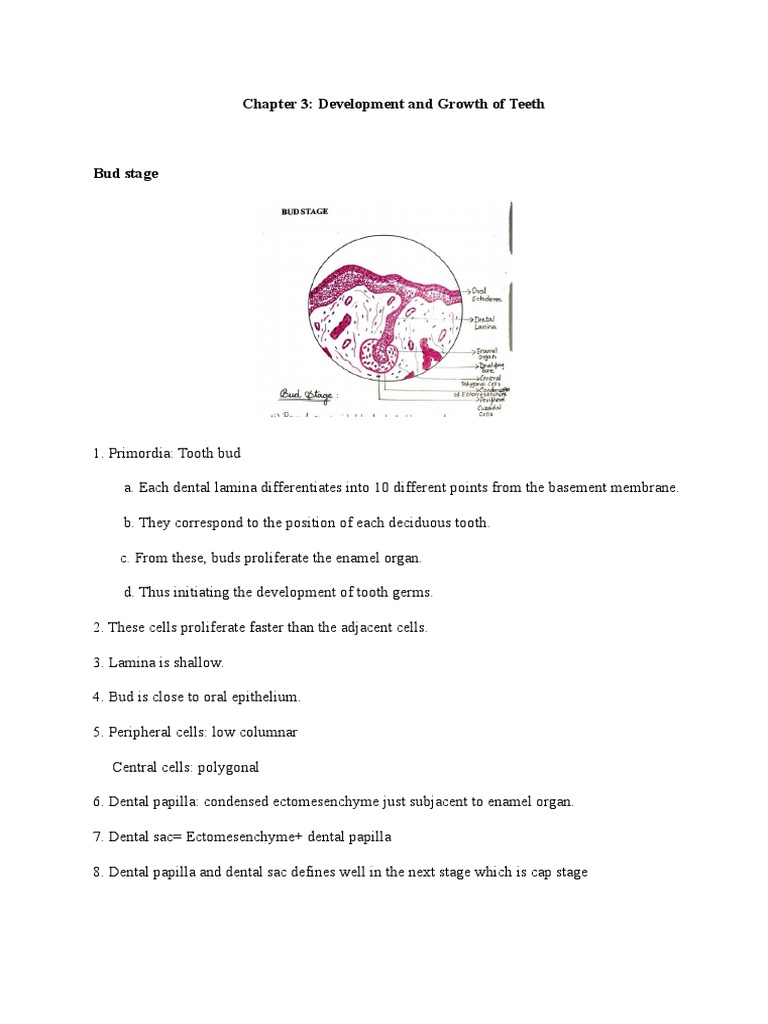 Stages of Tooth Development | PDF | Epithelium | Morphology (Biology)