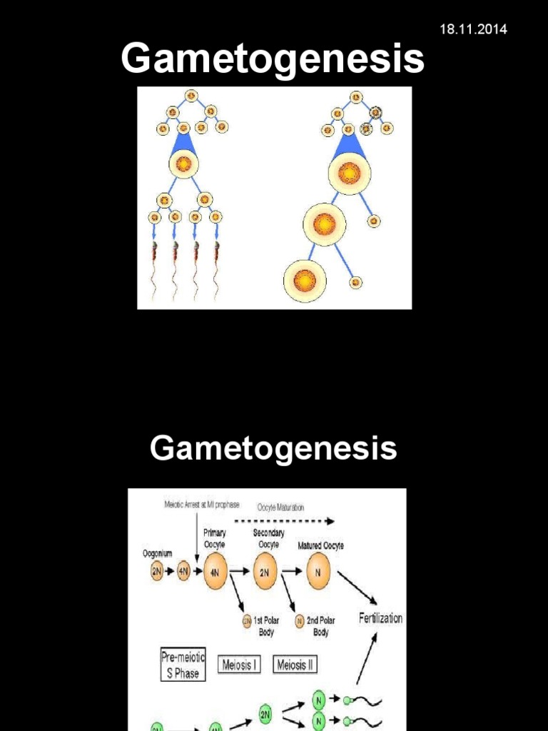 LESSON 9 Gametogenesis | PDF | Cells | Sexual Anatomy