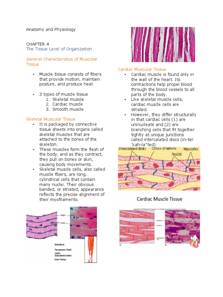 Anatomy and Physiology | PDF | Tissue (Biology) | Cardiac Muscle