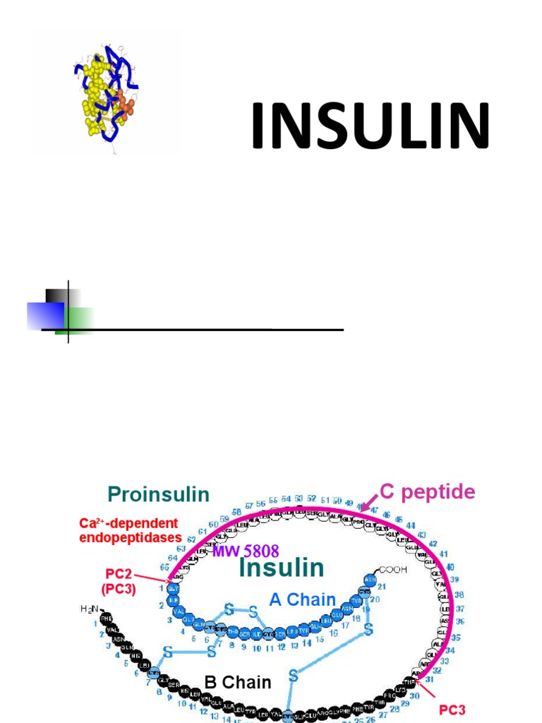4 Insulin | PDF | Insulin | Medical Treatments