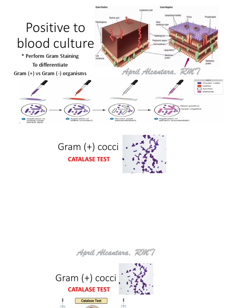 Staph and Strep Summary | Download Free PDF | Staphylococcus | Organisms