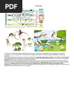 Daintree Rainforest Food Web Overview | PDF