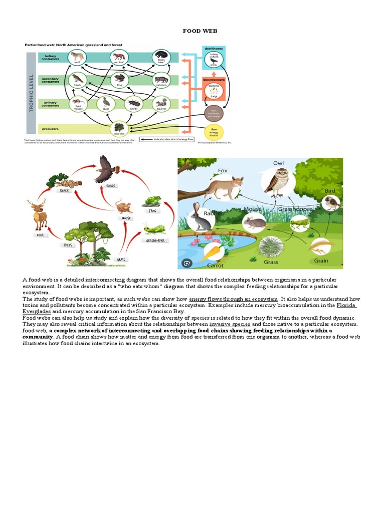 Food Web | PDF | Food Web | Oceanography