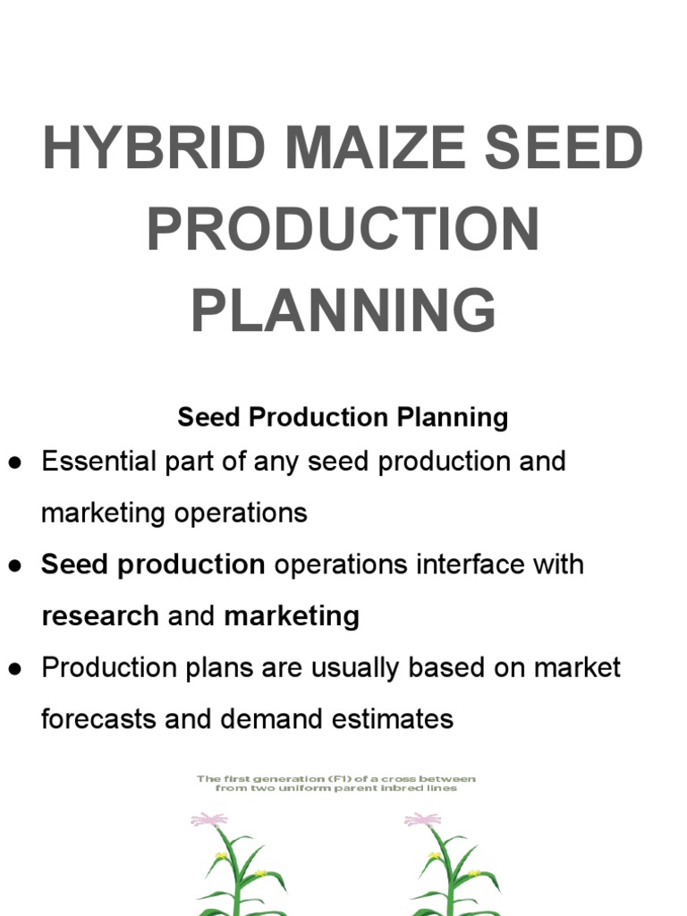 Hybrid Maize Seed Production Planning | PDF