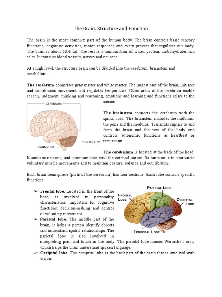 The Brain | PDF | Cerebrum | Brain